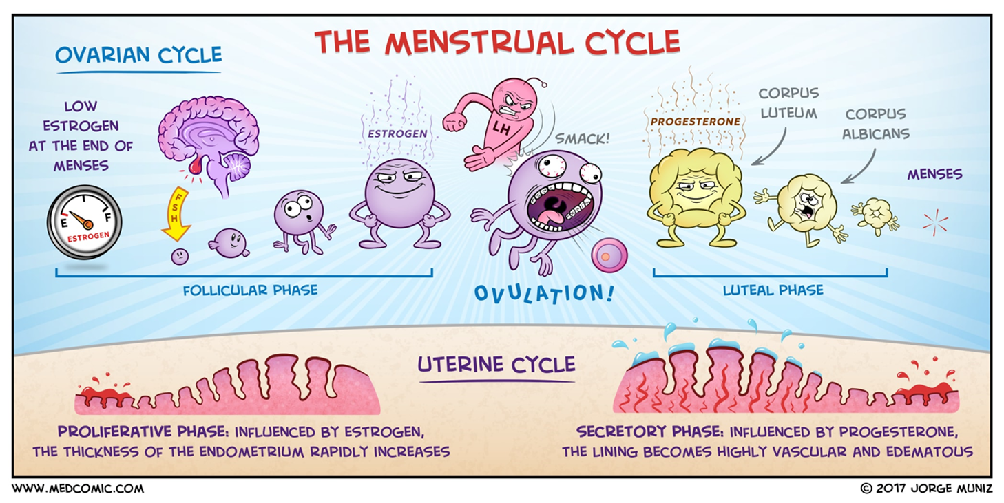 De menstruele cyclus – HCPonline