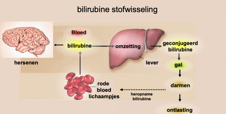 Hoe ontstaat hyperbilirubinemie? – HCPonline