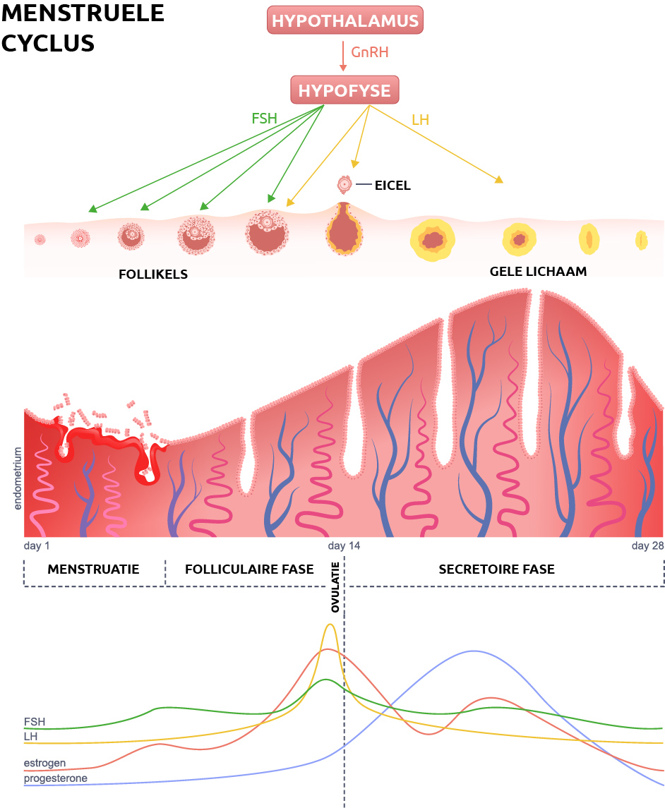Overzicht Menstruele Cyclus – HCPonline